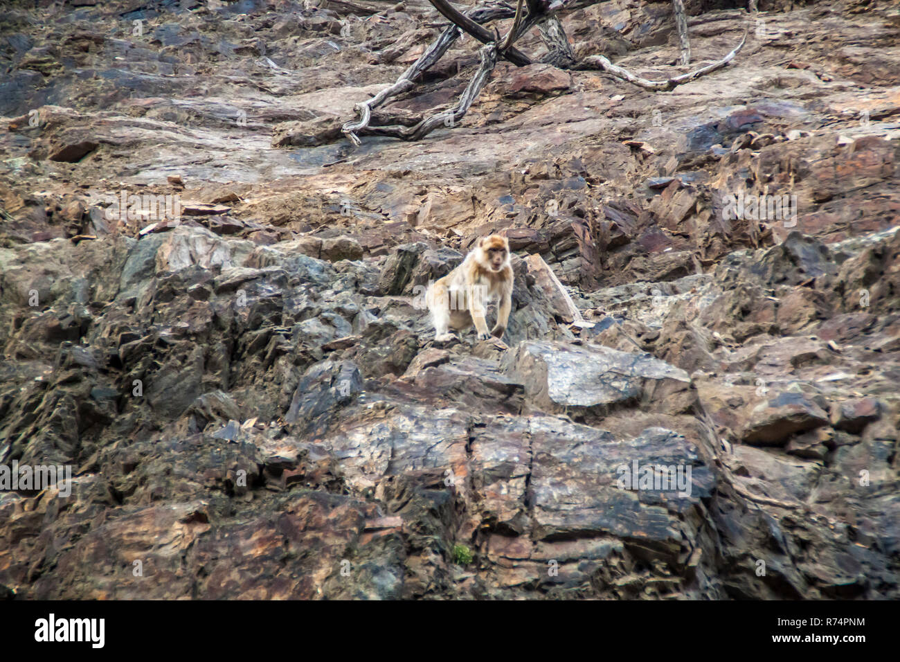 Monkey looking down from a cliff Stock Photo - Alamy