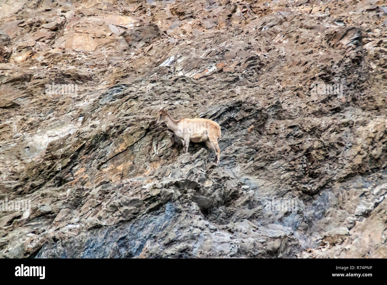 Goat climbing up a cliff Stock Photo - Alamy