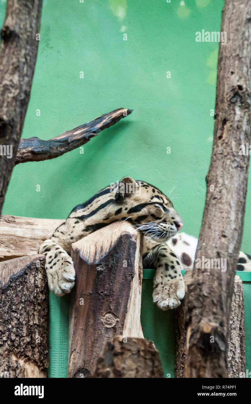 Cheetah sleeping on a tree branch Stock Photo - Alamy