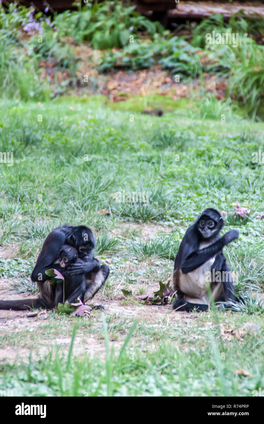 Ape with human child hi-res stock photography and images - Alamy