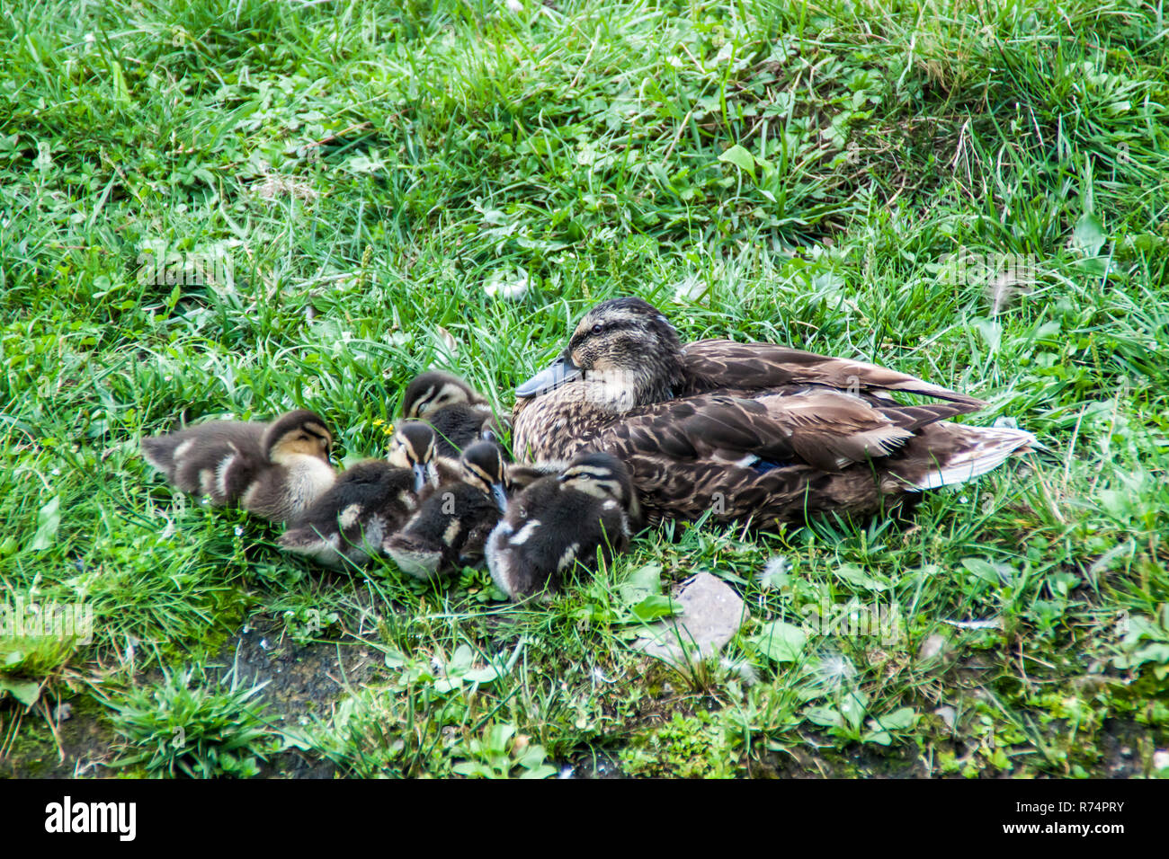 Young ducklings cuddling arount their mother Stock Photo - Alamy