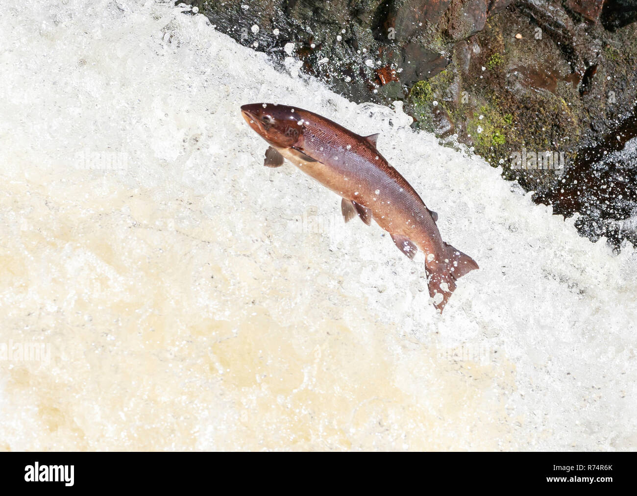 Atlantic salmon leaping up river hi-res stock photography and images ...