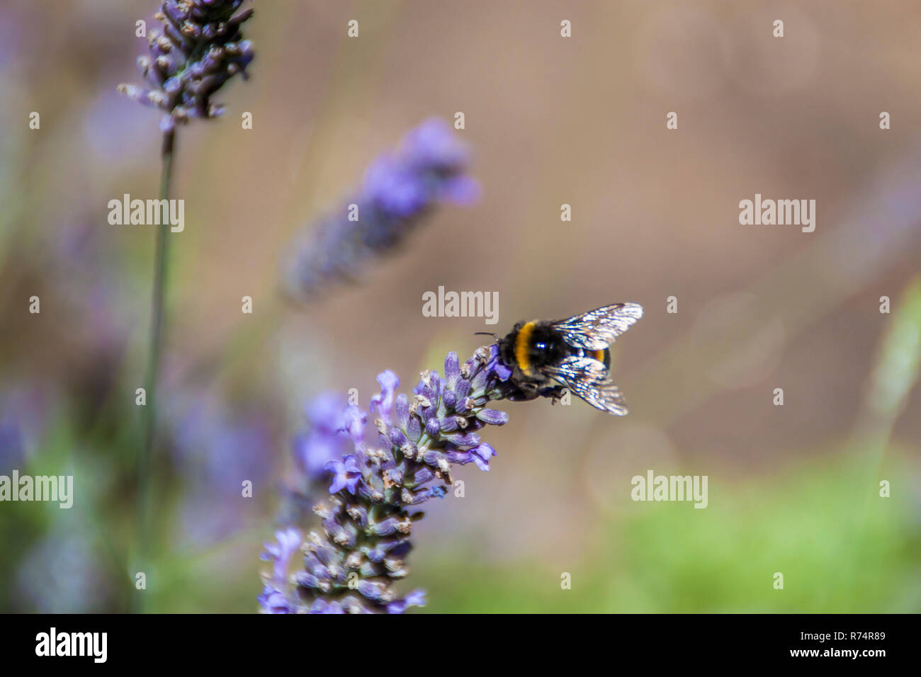 Bumblebee on a flower. Pollination Stock Photo - Alamy