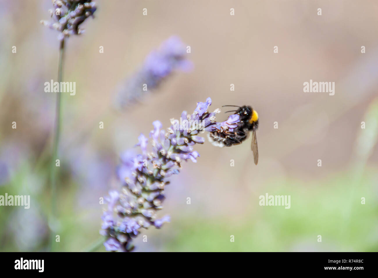 Bumblebee on a flower. Pollination Stock Photo - Alamy
