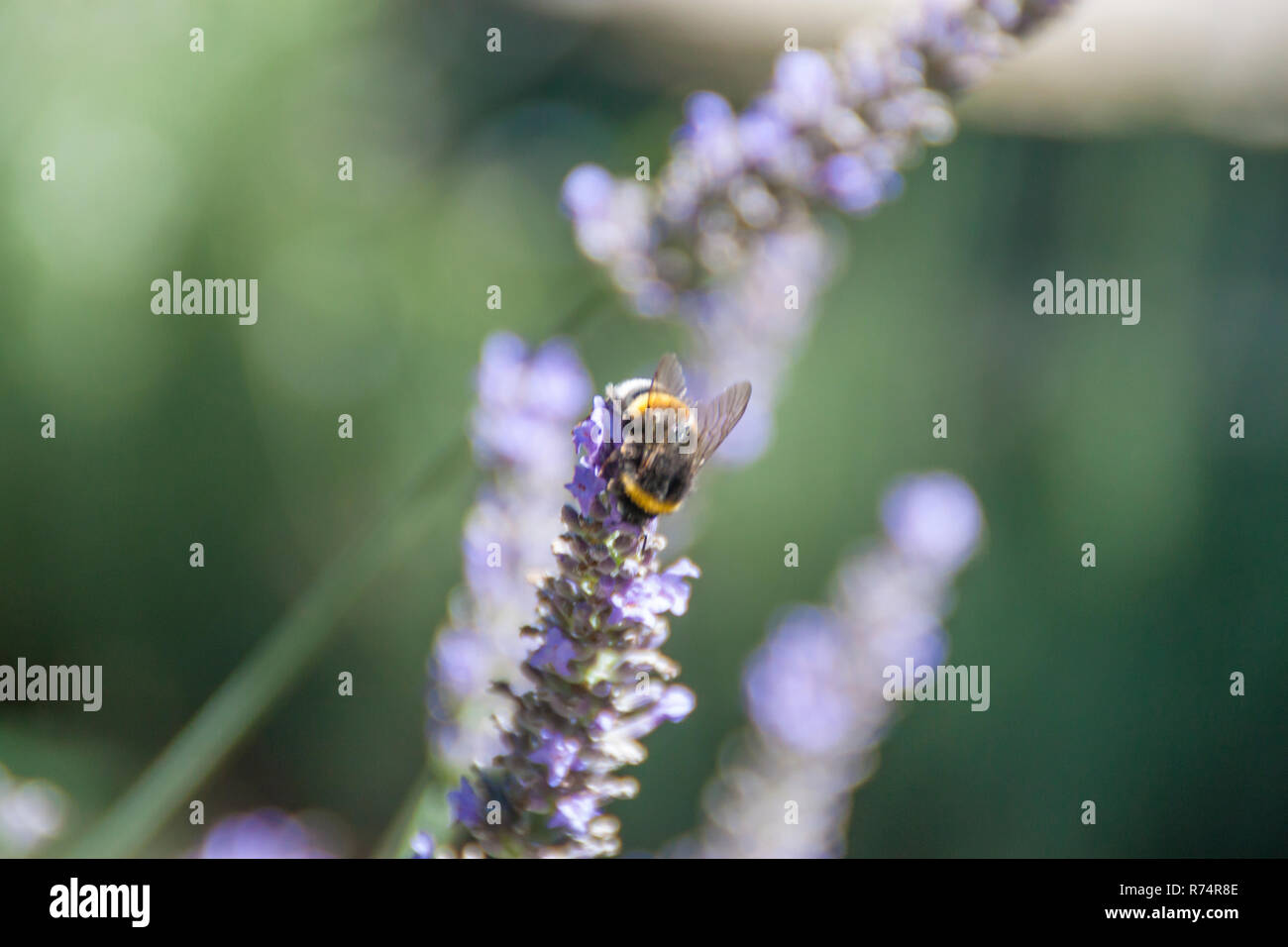 Bumblebee on a flower. Pollination Stock Photo - Alamy