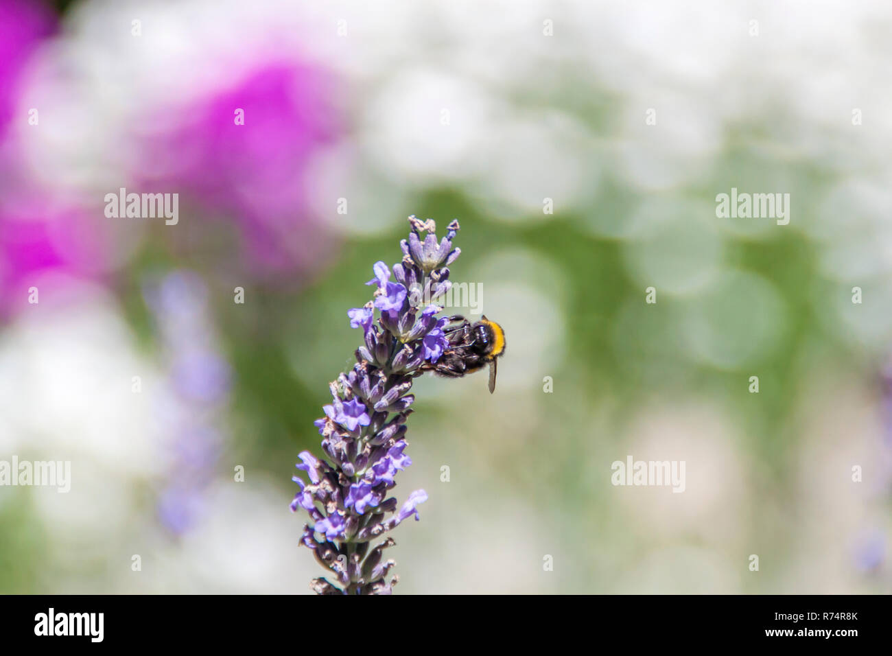 Bumblebee on a flower. Pollination Stock Photo - Alamy