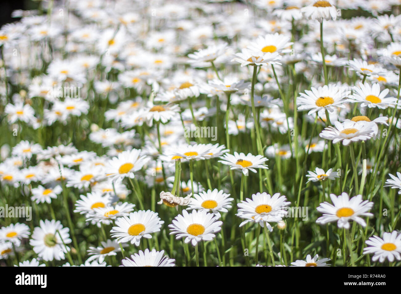 Sea of Daisy flowers in a garden Stock Photo - Alamy