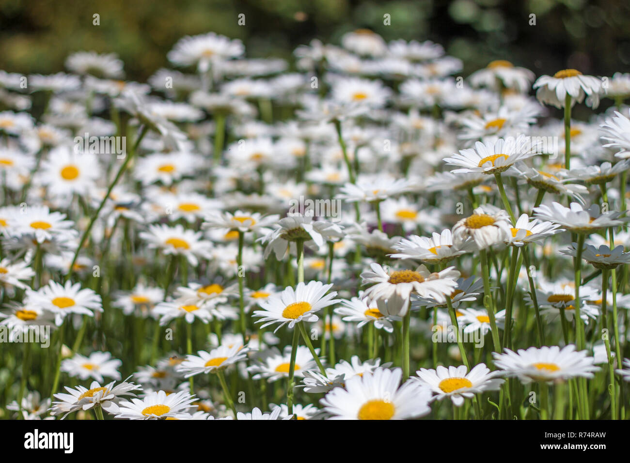 Sea of Daisy flowers in a garden Stock Photo - Alamy