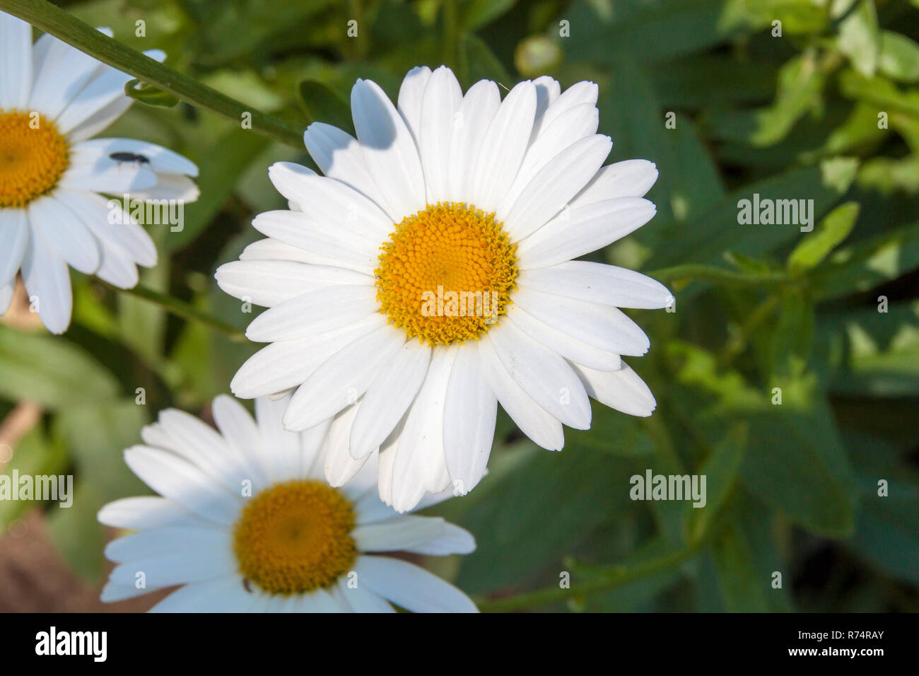 Big Daisy High Resolution Stock Photography and Images - Alamy