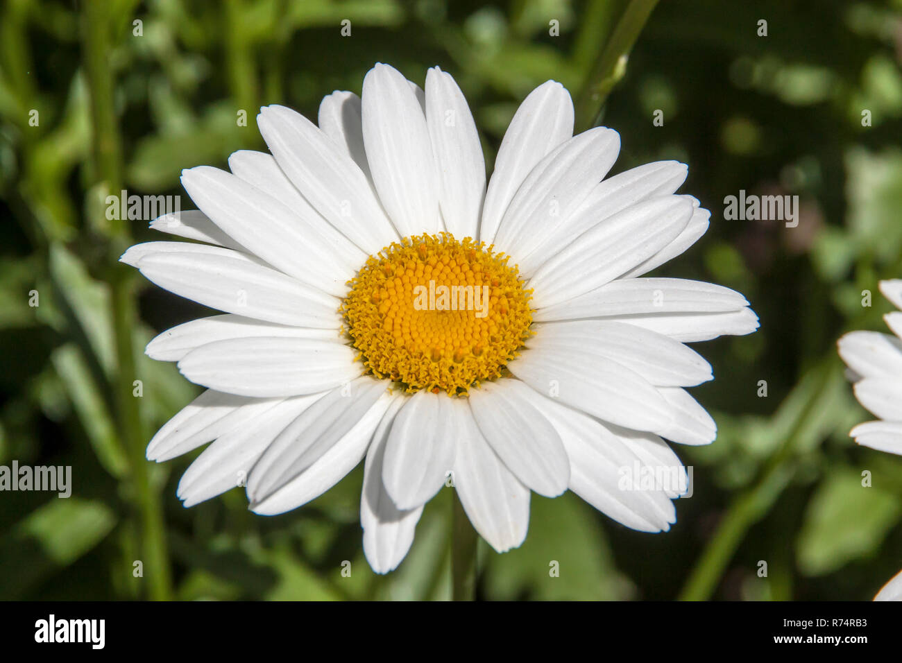 Big Daisy High Resolution Stock Photography and Images - Alamy