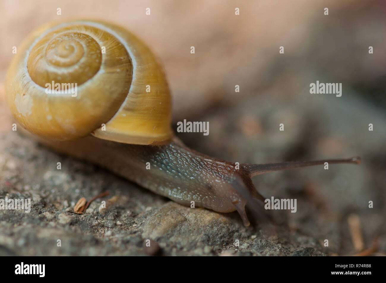 yellow snail on it's way Stock Photo - Alamy