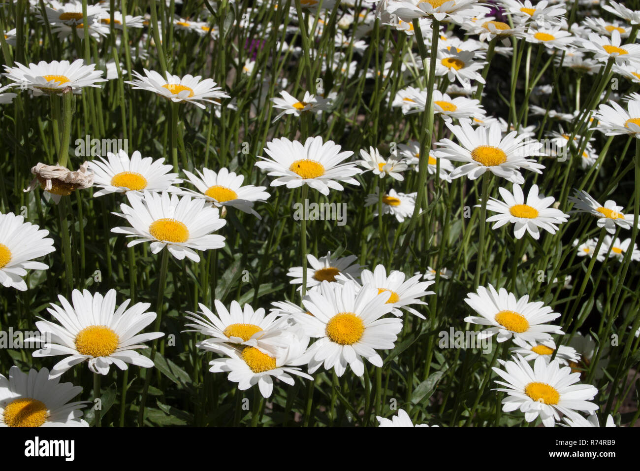 Sea of Daisy flowers in a garden Stock Photo - Alamy