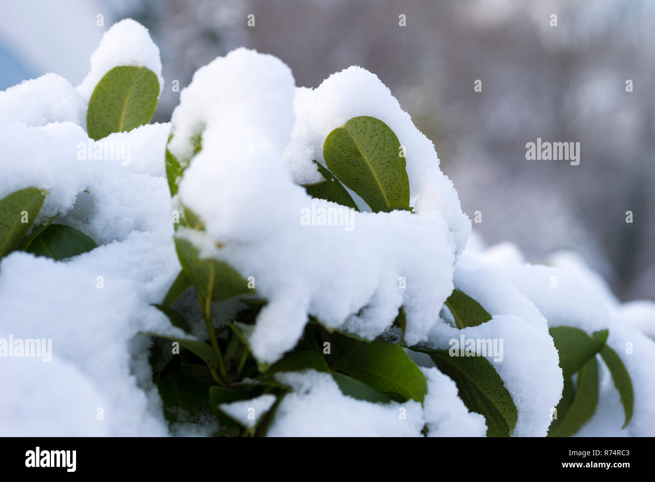 Frozen green leaves hi-res stock photography and images - Alamy