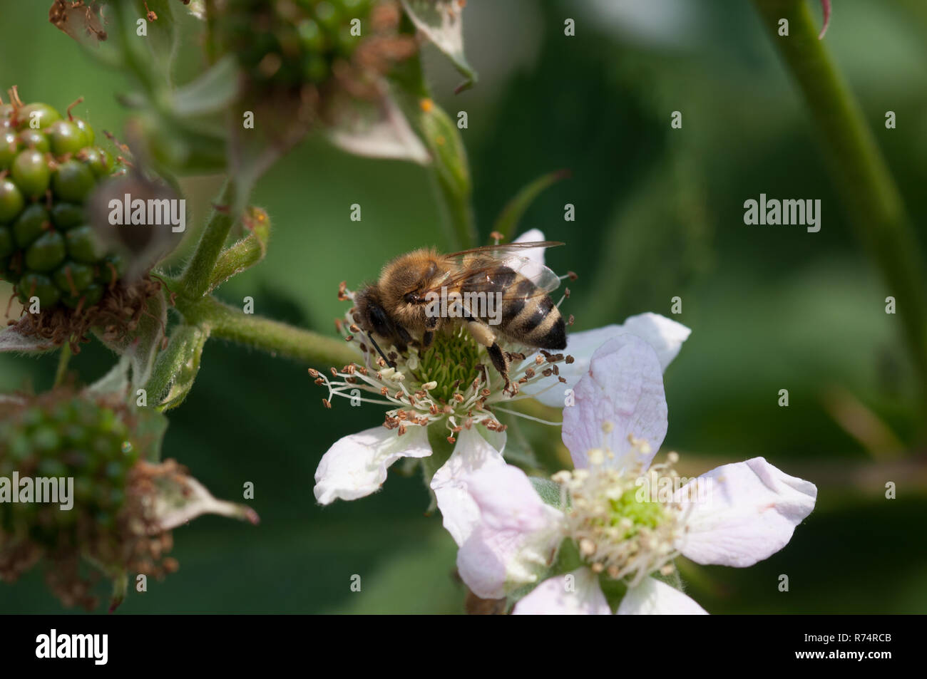bee at work on raspberry plant Stock Photo - Alamy