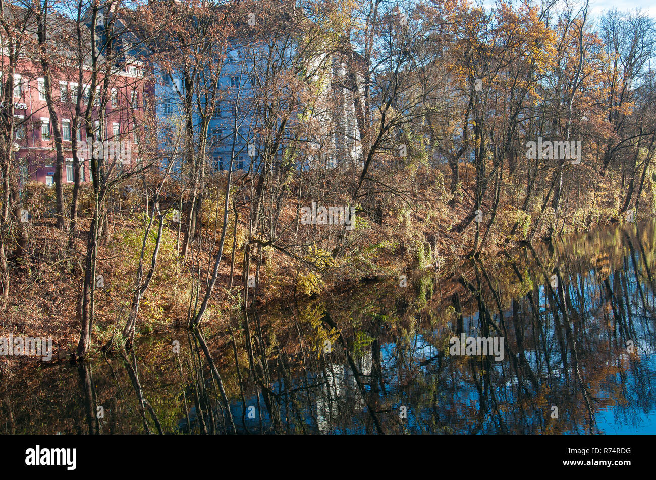 tree reflection in autumn Stock Photo - Alamy
