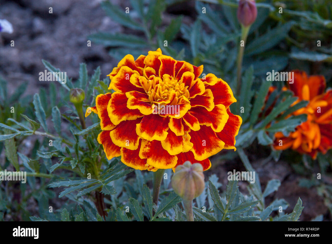Common summer garden flower blossoming Stock Photo - Alamy