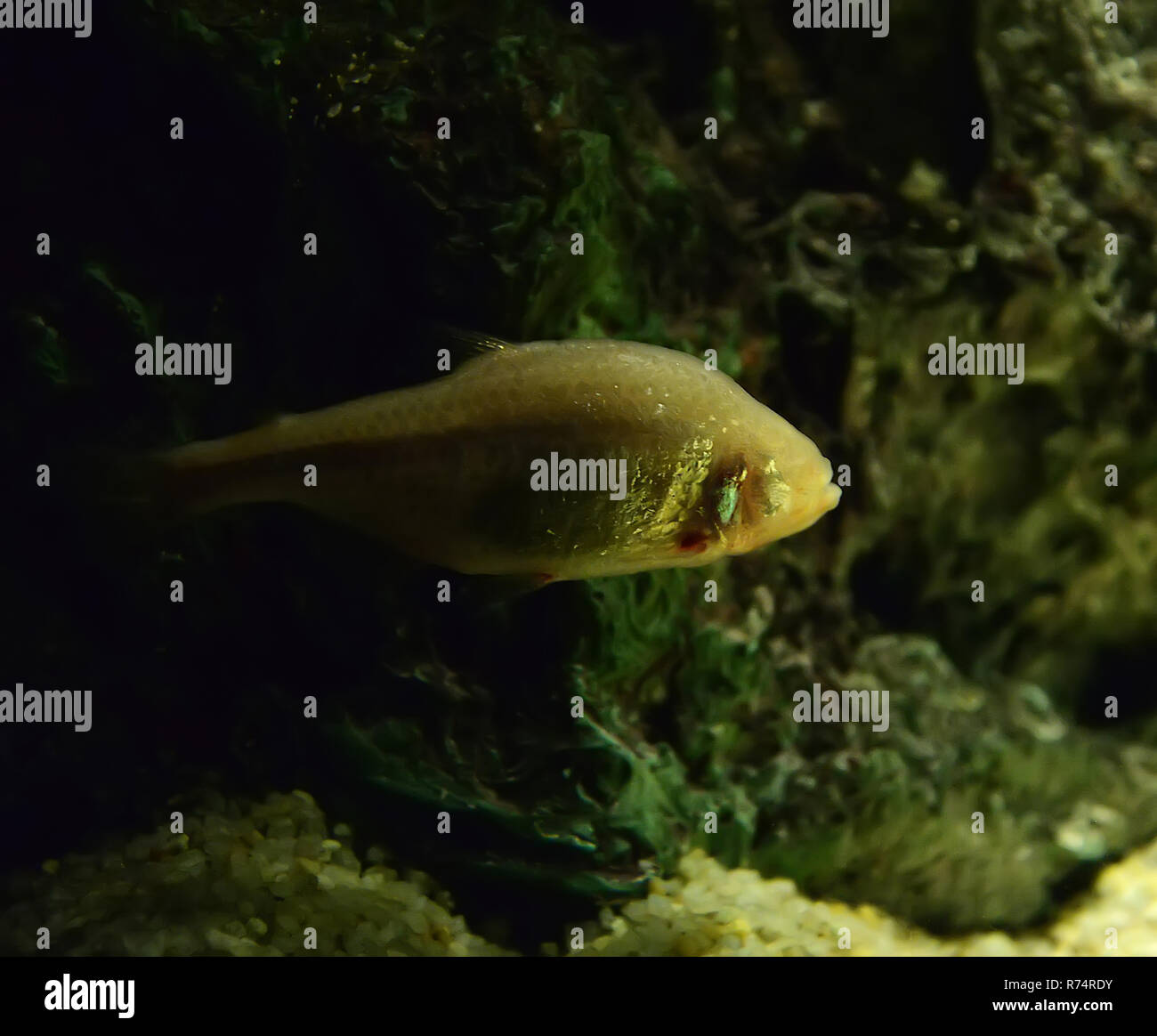 Astyanax hi-res stock photography and images - Alamy