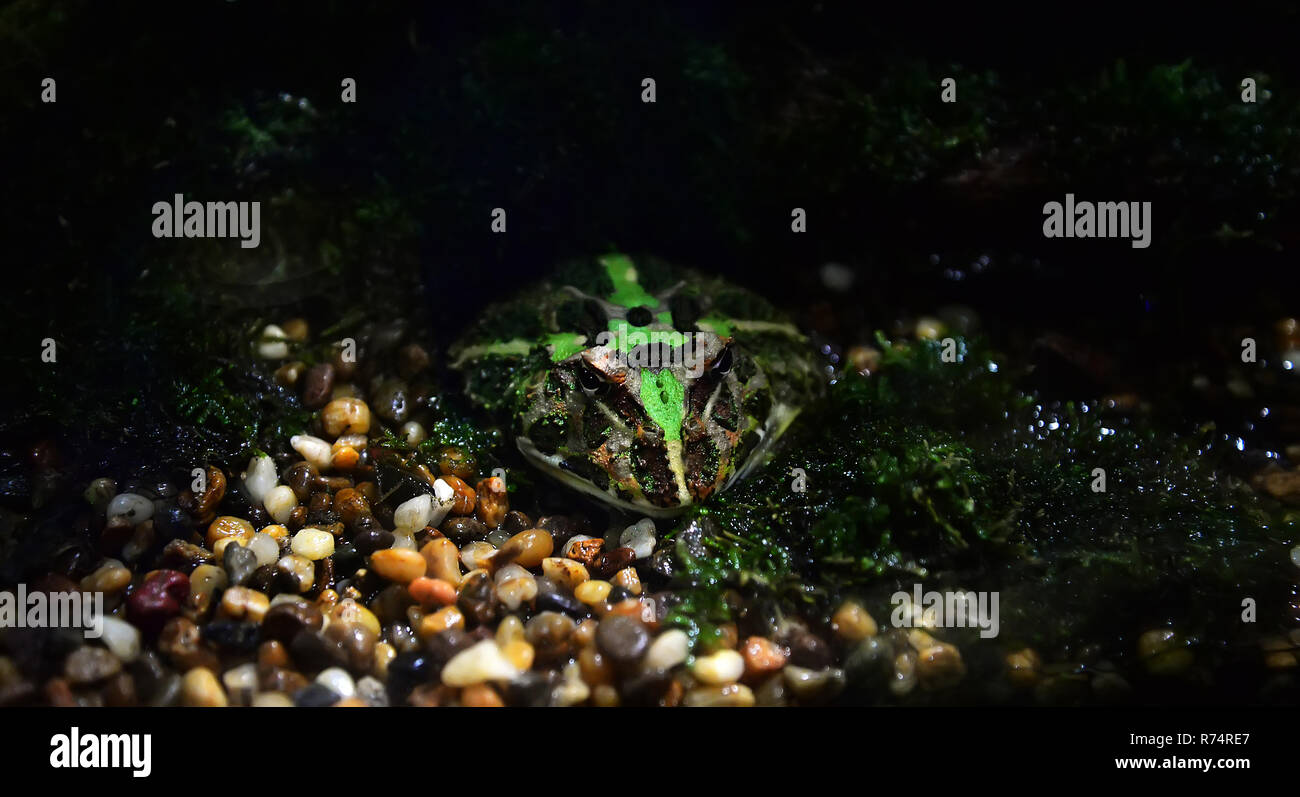 green horned frog / The chachoan horned frog hide on rocks gravel in ...