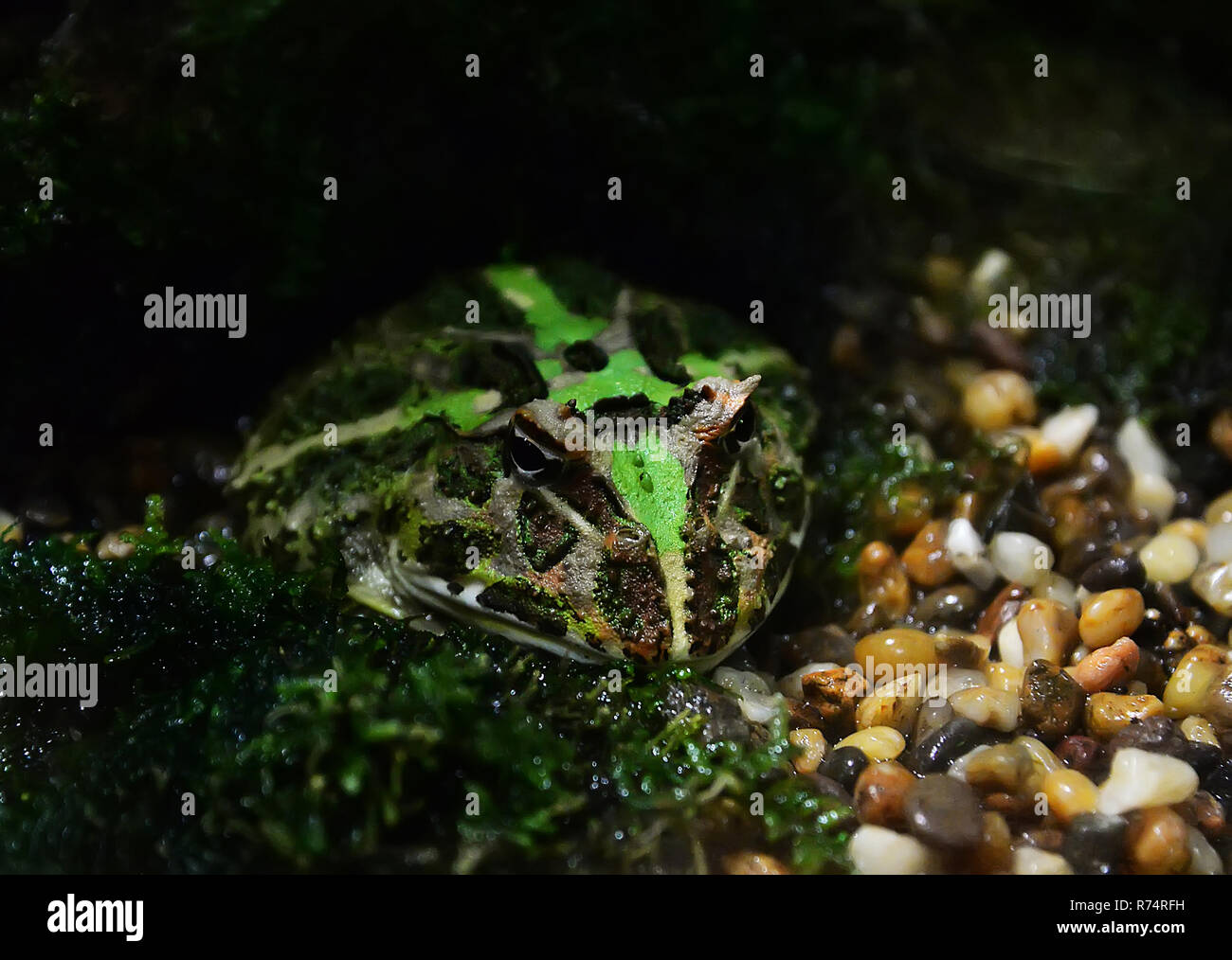green horned frog / The chachoan horned frog hide on rocks gravel in ...