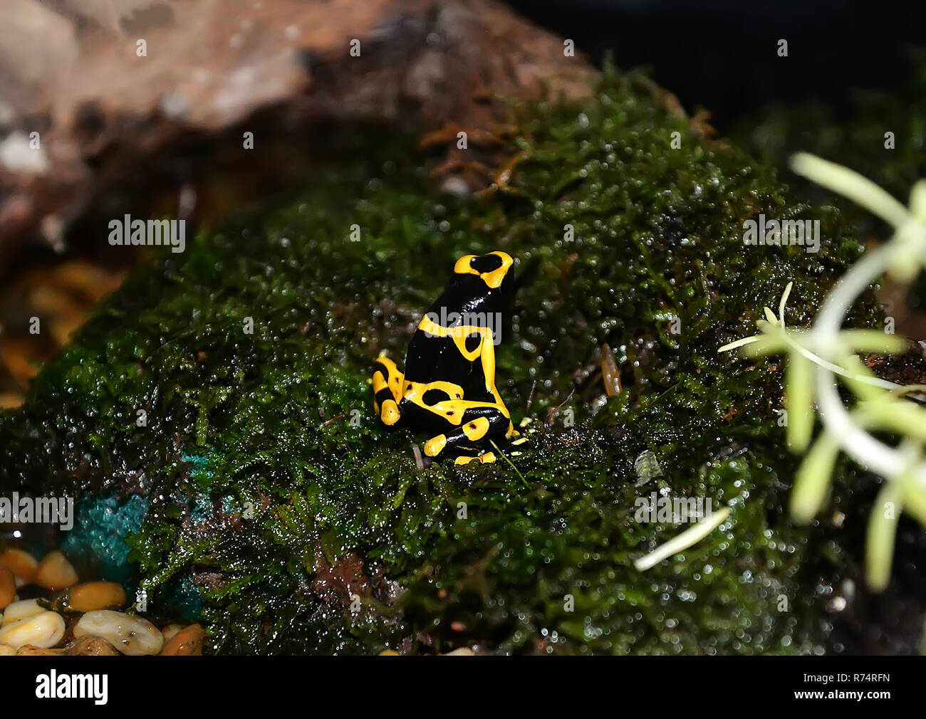 Poison frog venom / Yellow banded poison dart frog - also known as ...