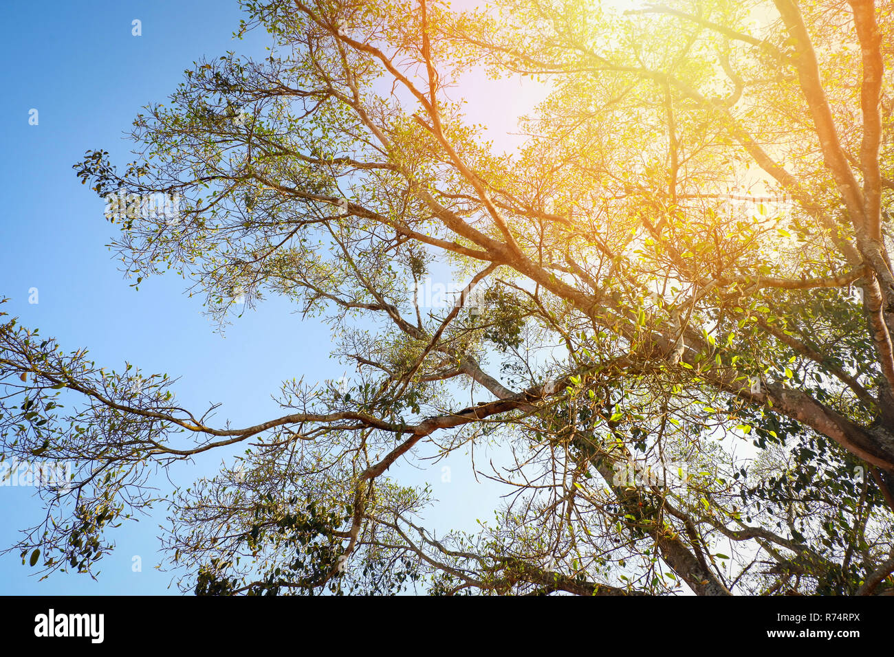 sunray on big tree / The sun shining through on tree branch on blue sky ...
