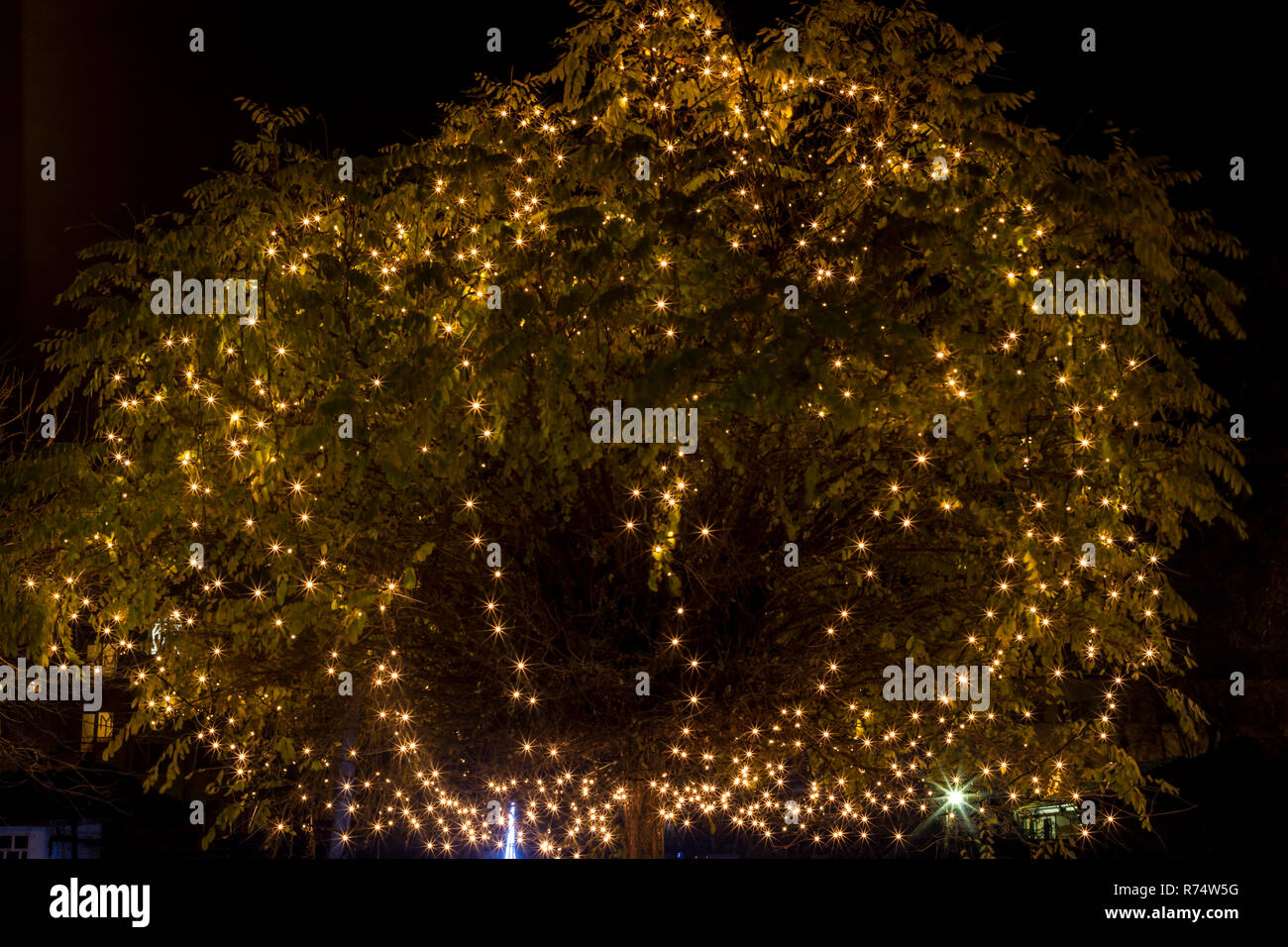 Tree crown decorated with a lot of Chrismtas lights Stock Photo - Alamy