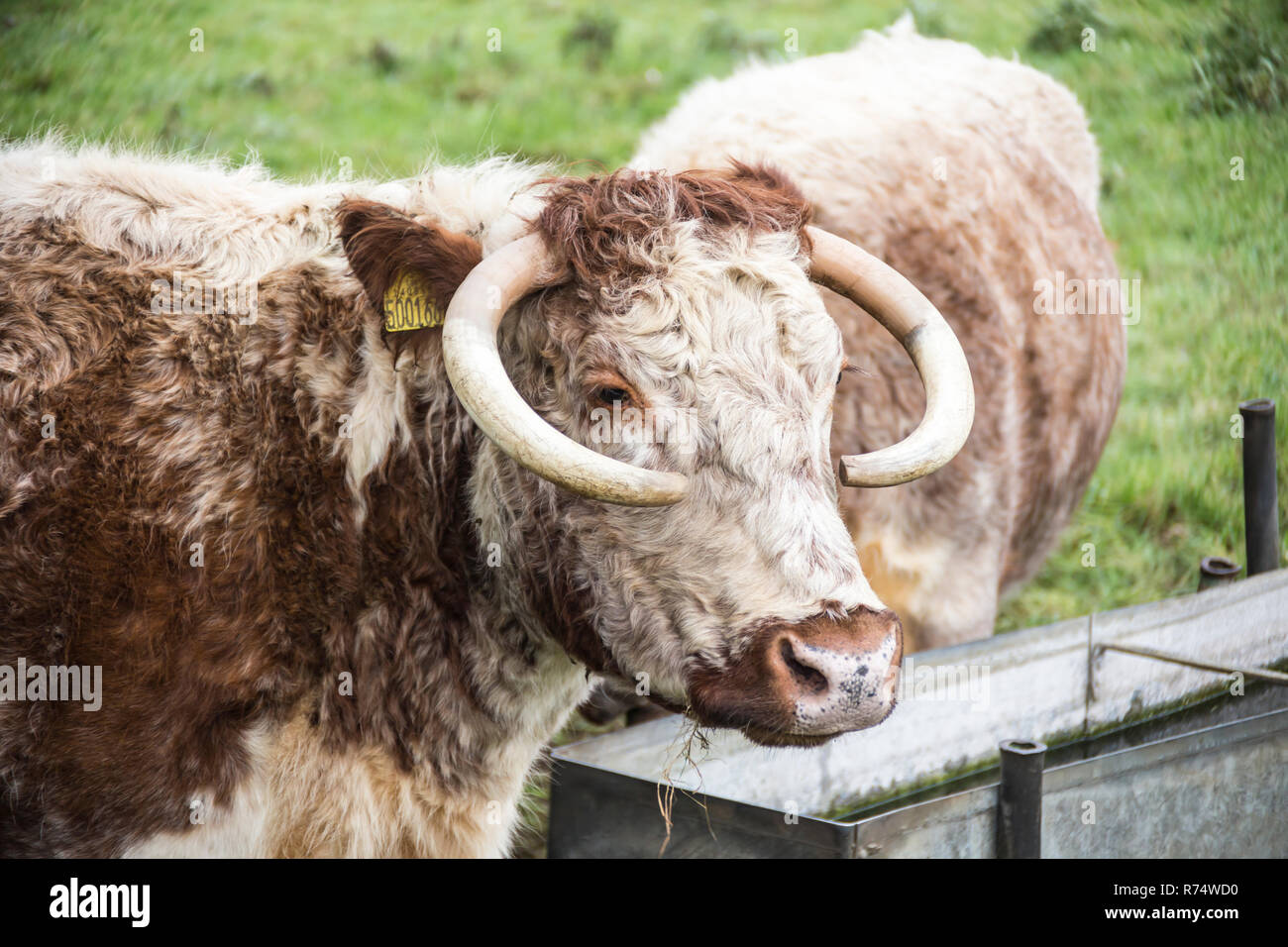 Longhorn cattle epping forest hi-res stock photography and images - Alamy