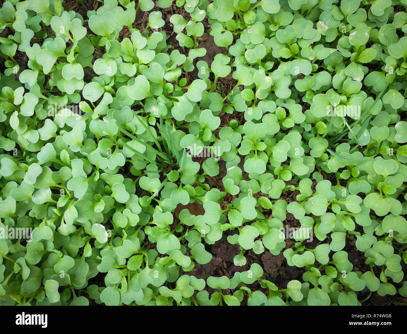 Baby Cabbage Plant