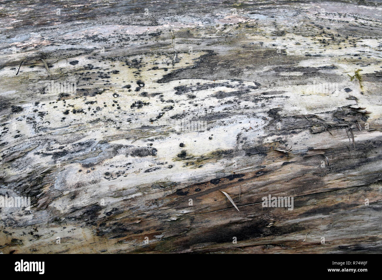 Touchwood fungus hi-res stock photography and images - Alamy