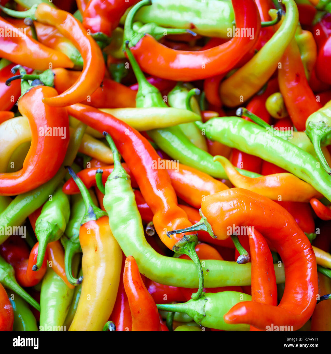 multicolor peppers. hot chili pepper background Stock Photo - Alamy