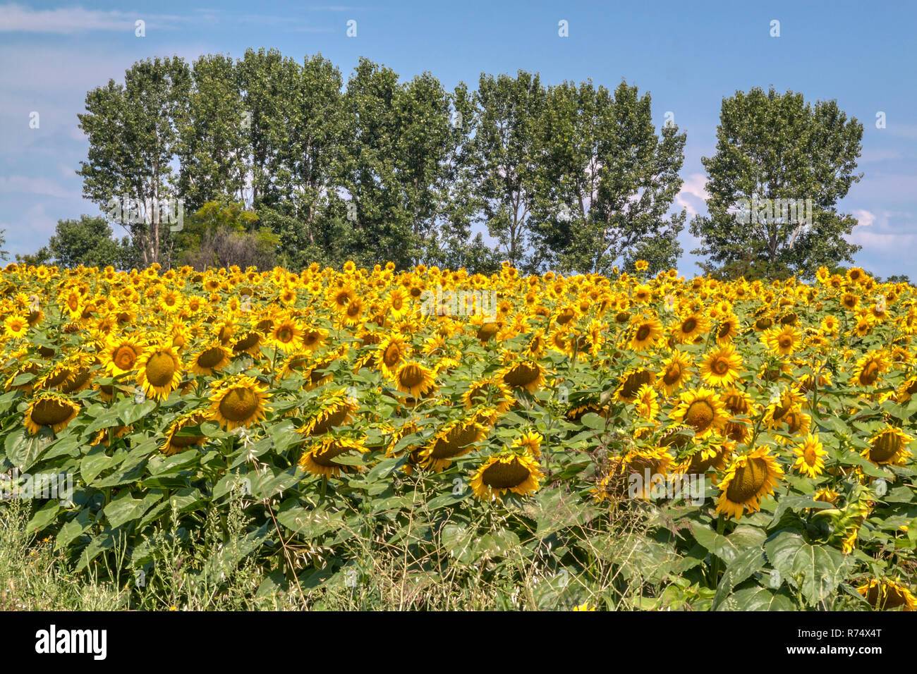 Endless field of blooming sunflowers Stock Photo - Alamy