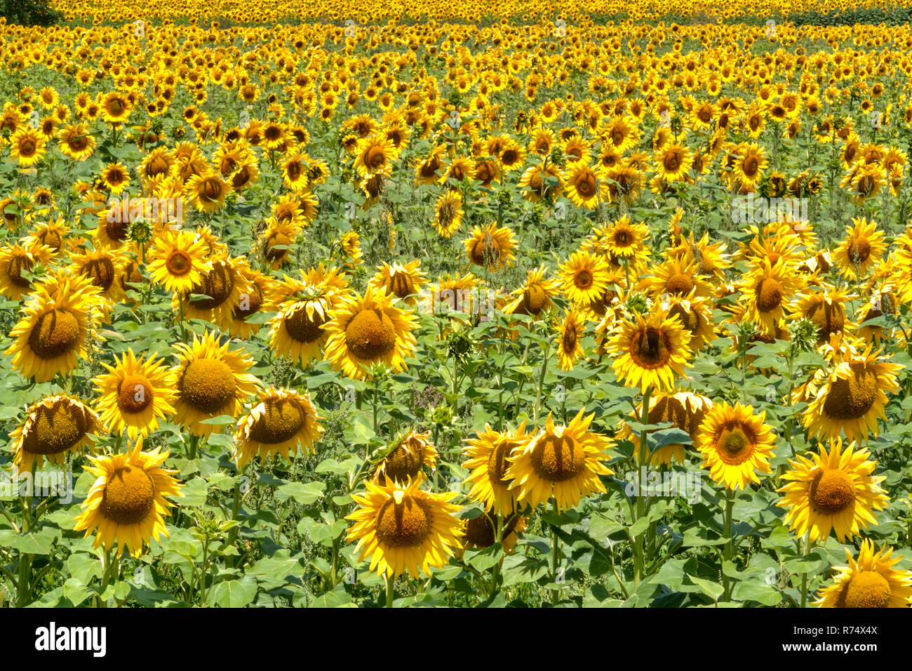 Endless field of blooming sunflowers Stock Photo - Alamy