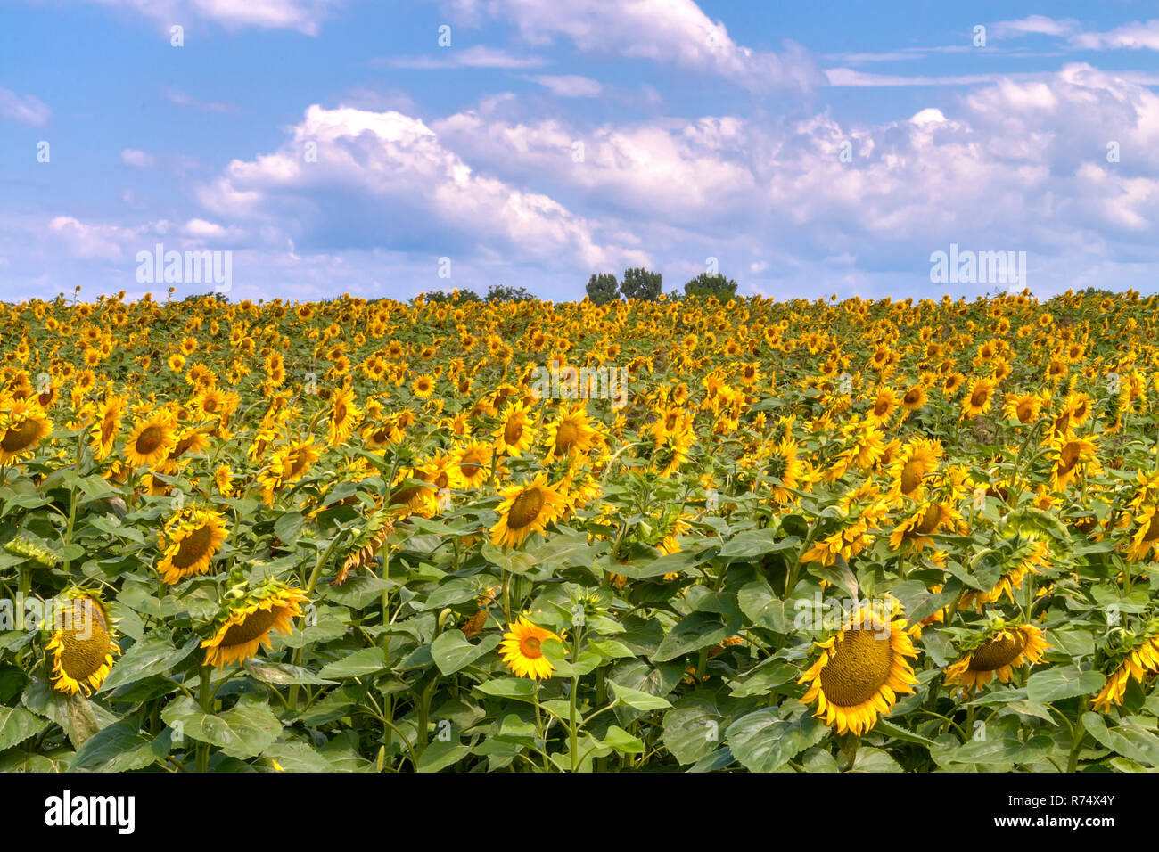Endless field of blooming sunflowers Stock Photo - Alamy