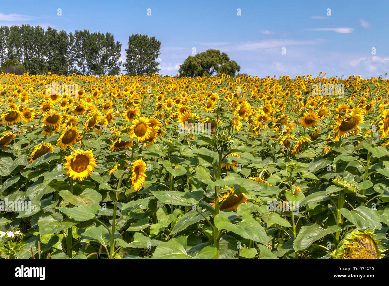 Endless field of blooming sunflowers Stock Photo - Alamy