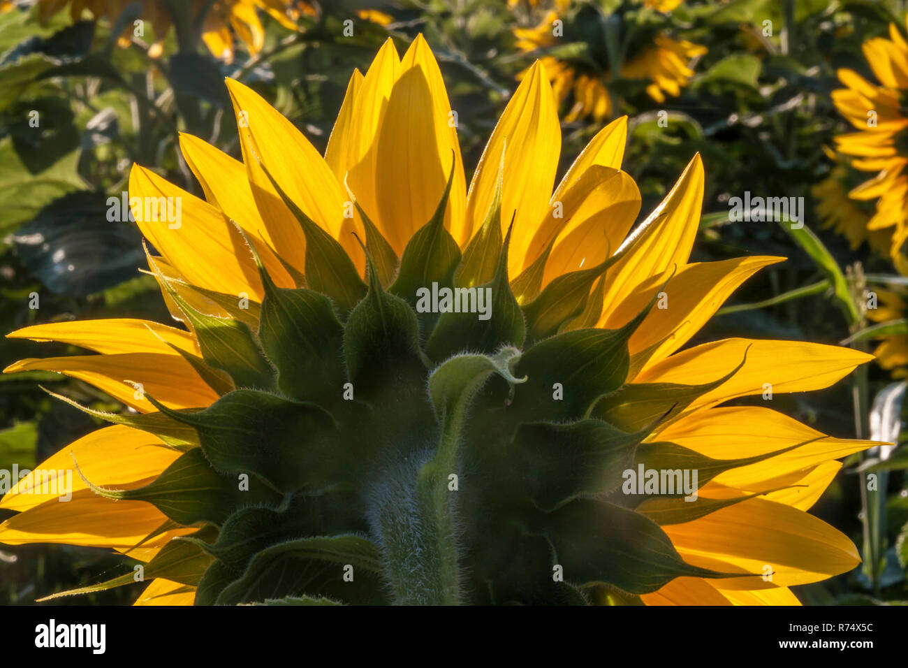 Back side sunflower hi-res stock photography and images - Alamy