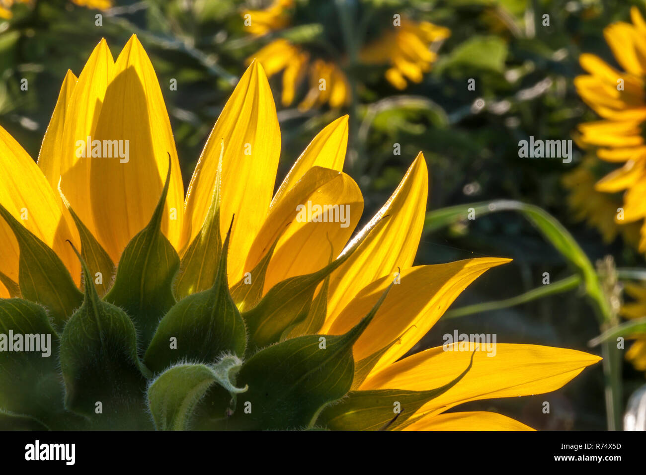 Close up of the back side of a sunflower. Sun shining through the ...