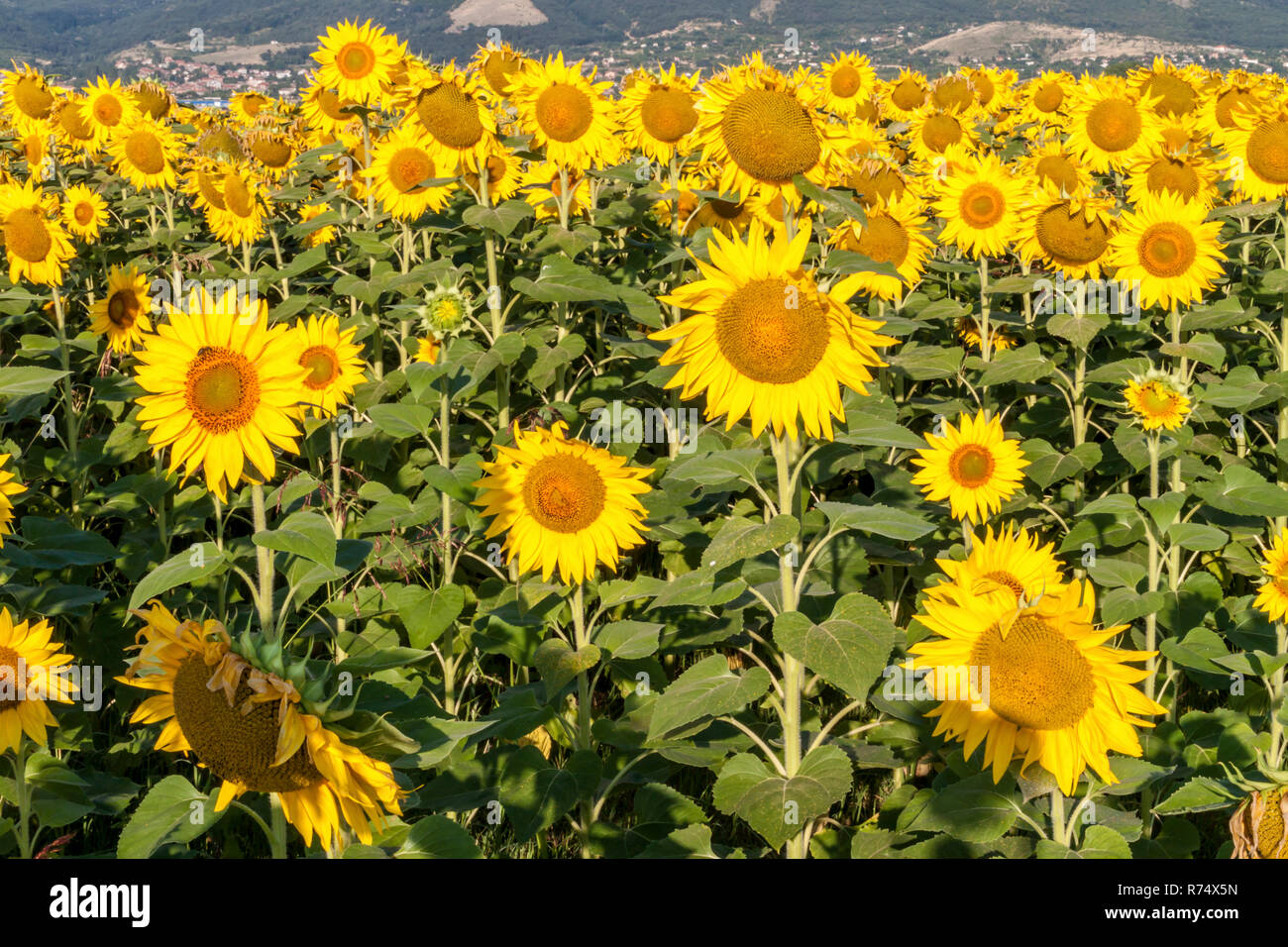 Endless field of blooming sunflowers Stock Photo - Alamy