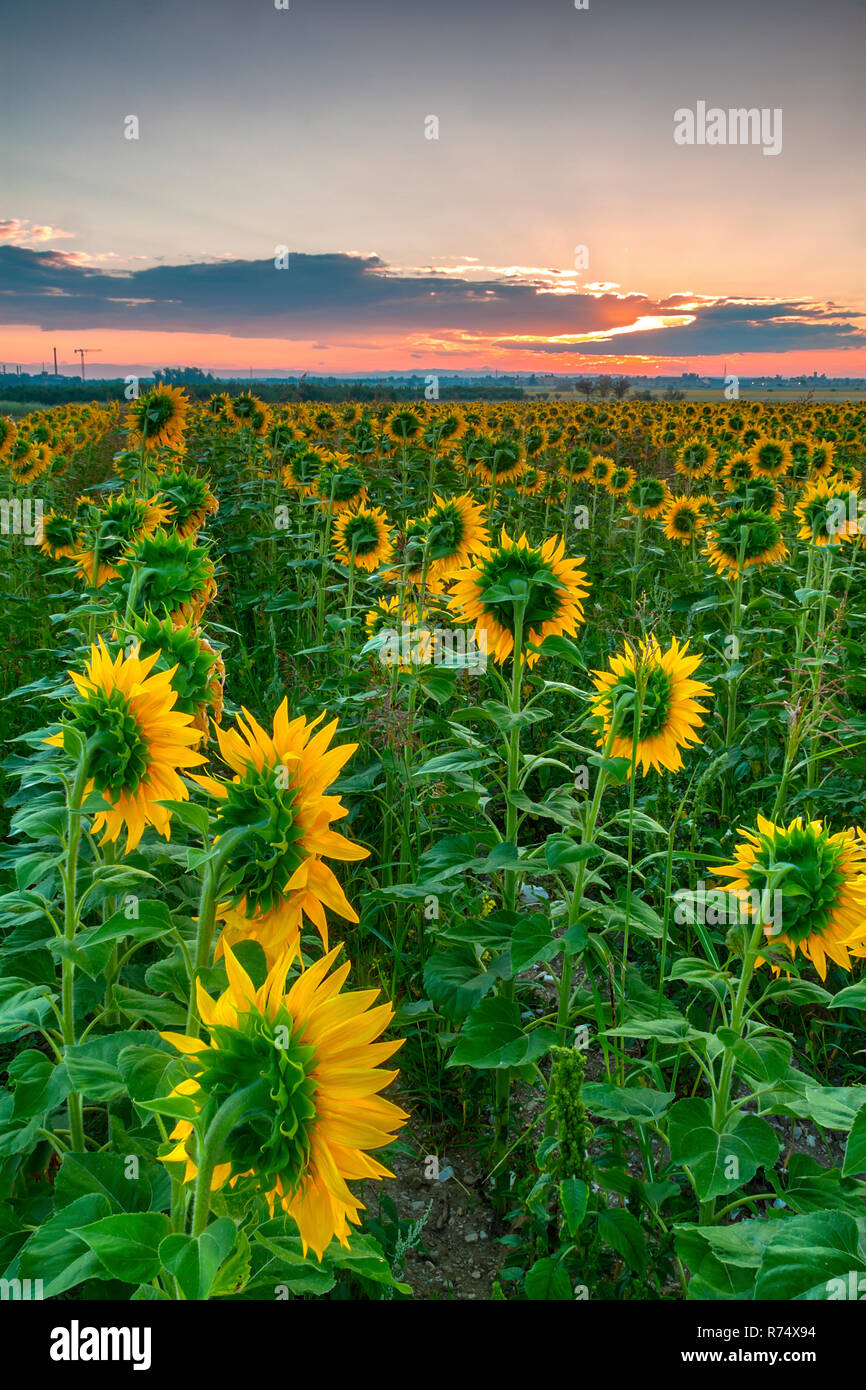 Amazing sunrise over a field of sunflowers Stock Photo - Alamy