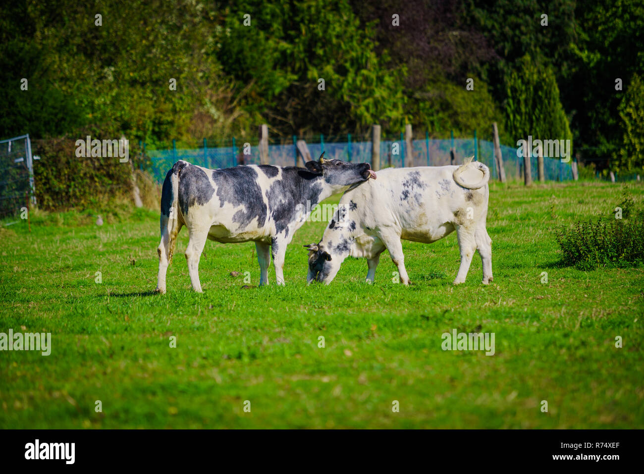 Farming landscape few cows hi-res stock photography and images - Alamy