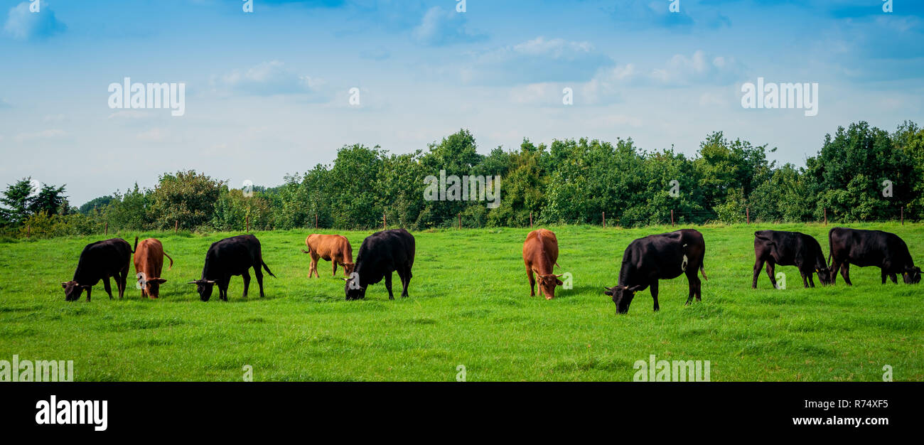 Farming landscape few cows hi-res stock photography and images - Alamy