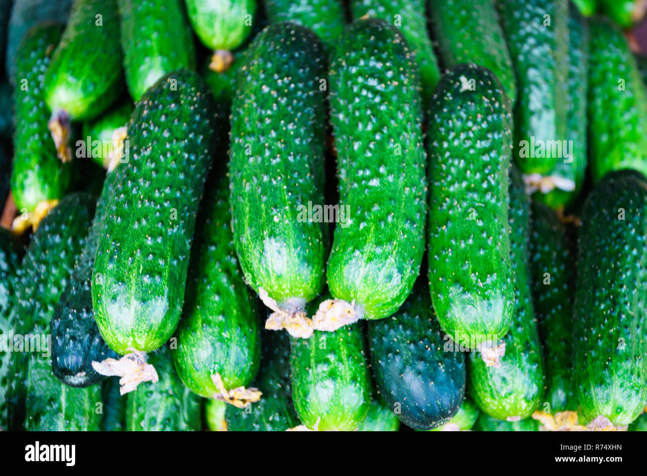 Fresh green cucumber. Cucumber background Stock Photo - Alamy