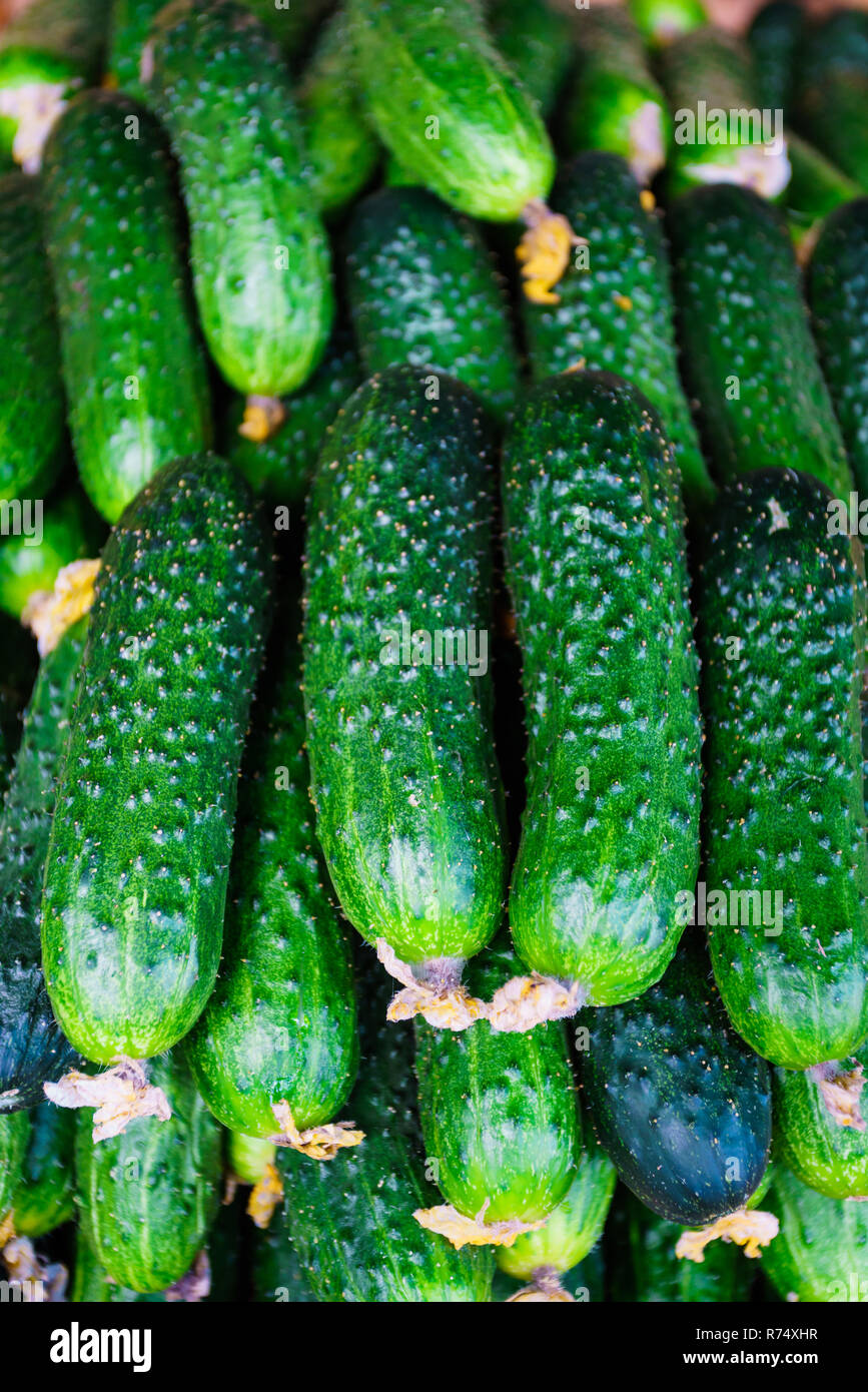 cucumbers from the field Stock Photo - Alamy