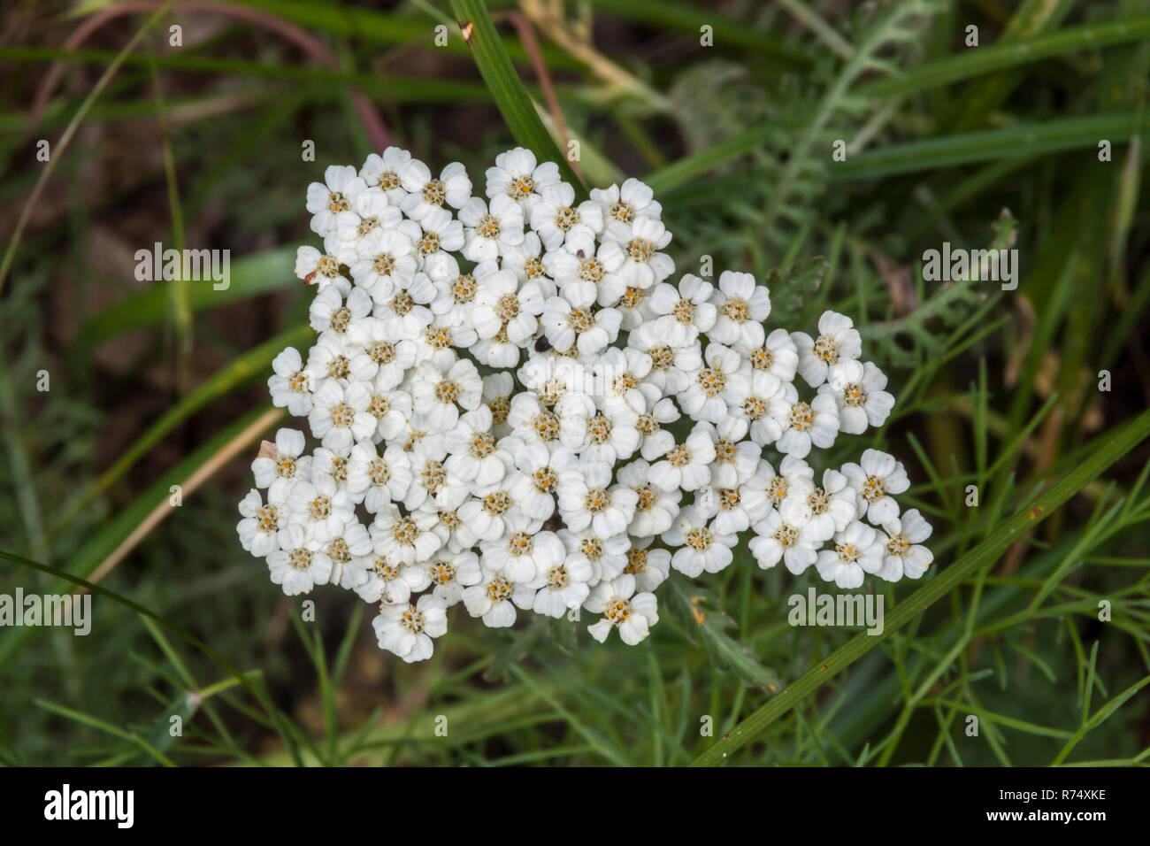 Common yarrow blooming in the wild Stock Photo - Alamy
