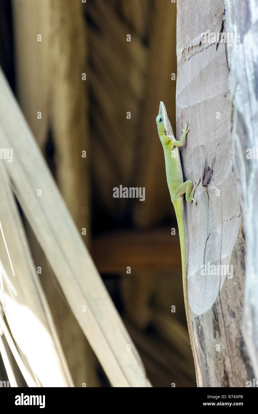 Cuban female lizard Allison's Anole (Anolis allisoni), also known as ...