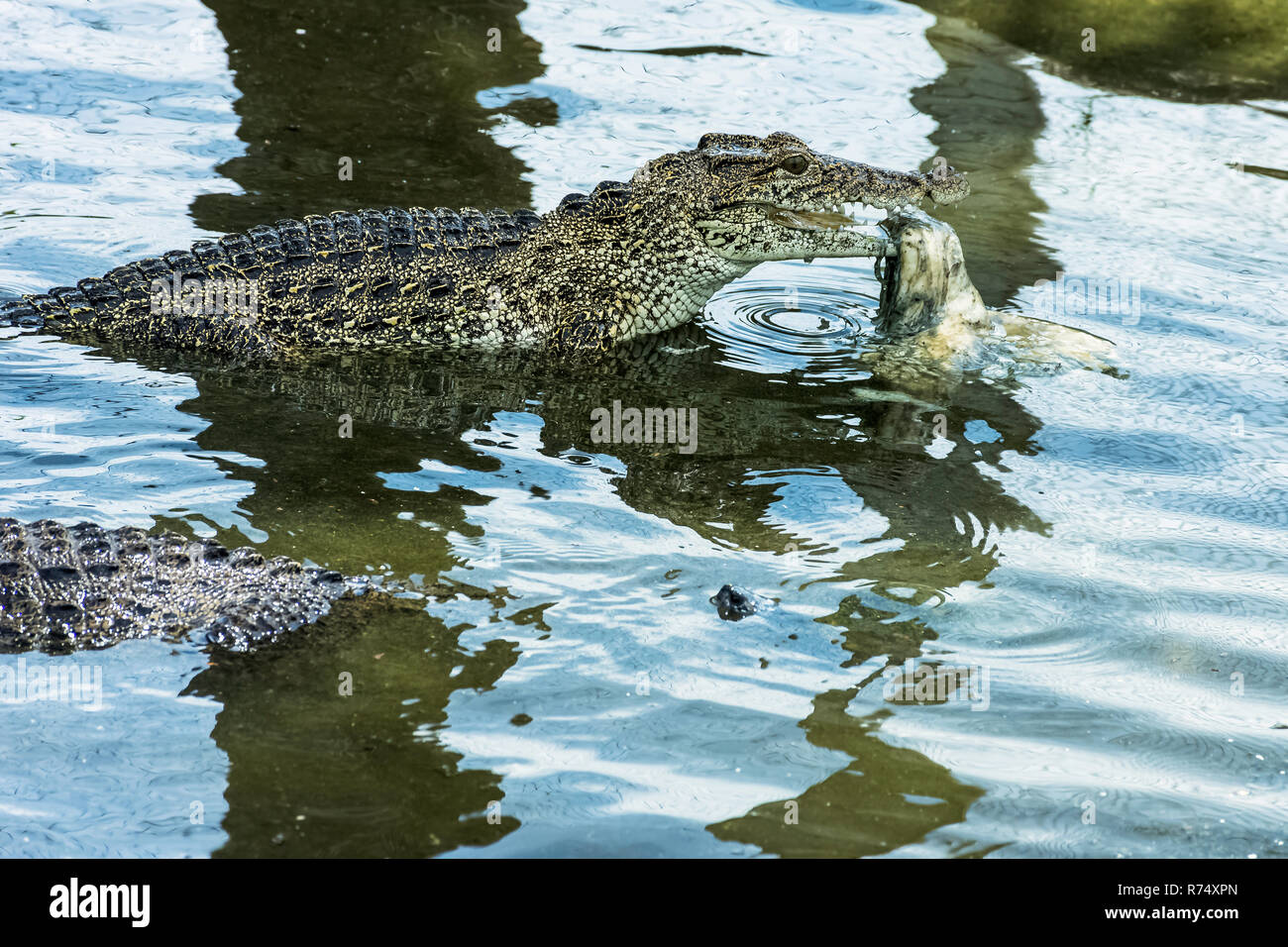 Eating Cuban crocodile (Crocodylus Rhombifer) is a small species of ...