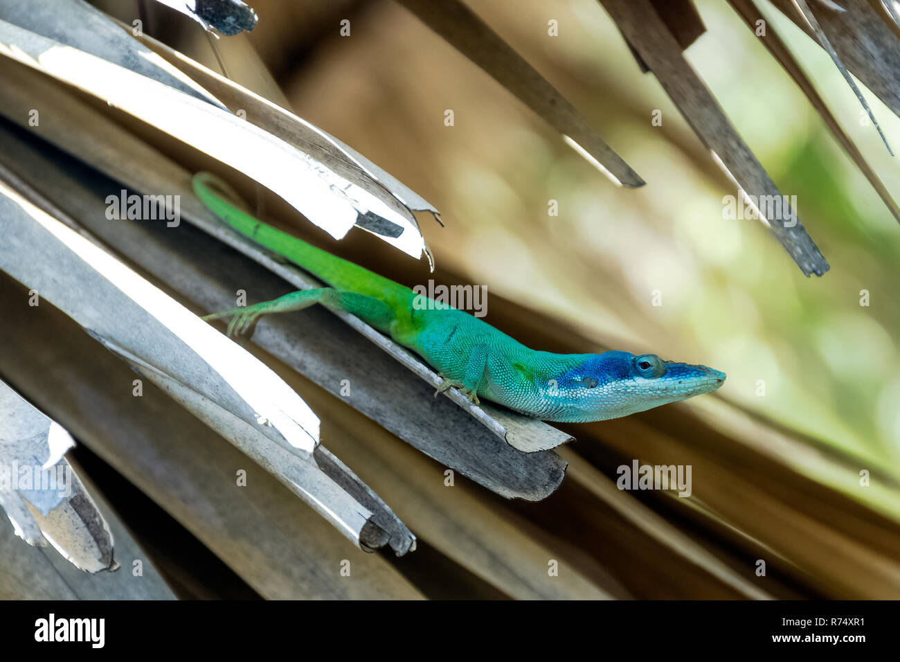 Cuban male lizard Allison's Anole (Anolis allisoni), also known as the ...