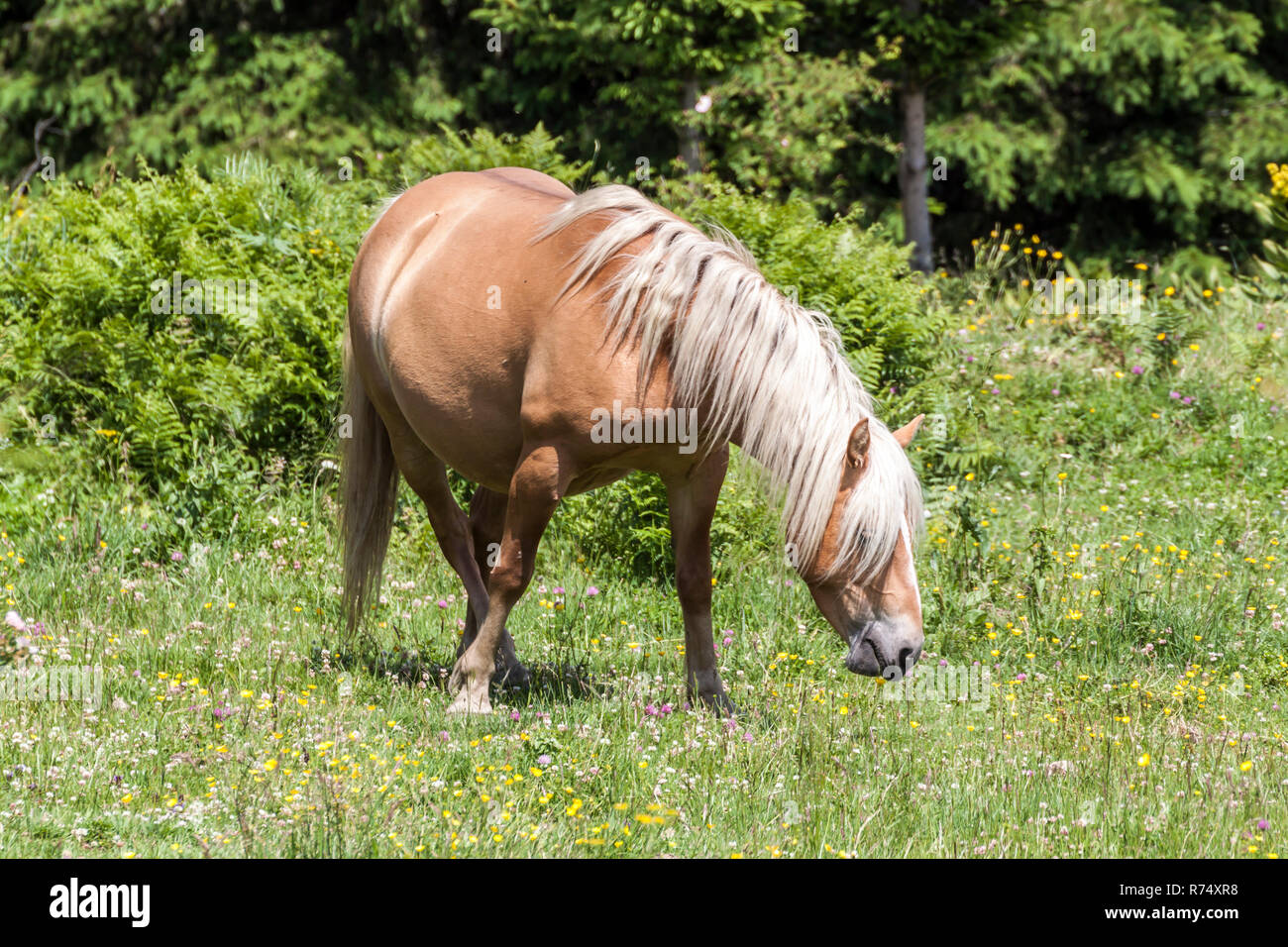 Grazing haflinger avelignese horse hi-res stock photography and images ...