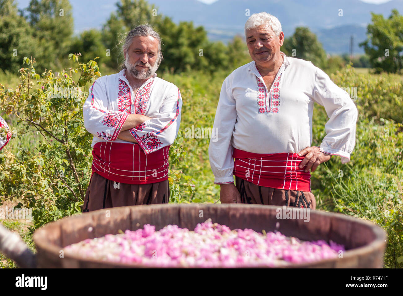 ROZOVO, BULGARIA - JUNE 06, 2015 - Rose picking ritual in Rozovo ...
