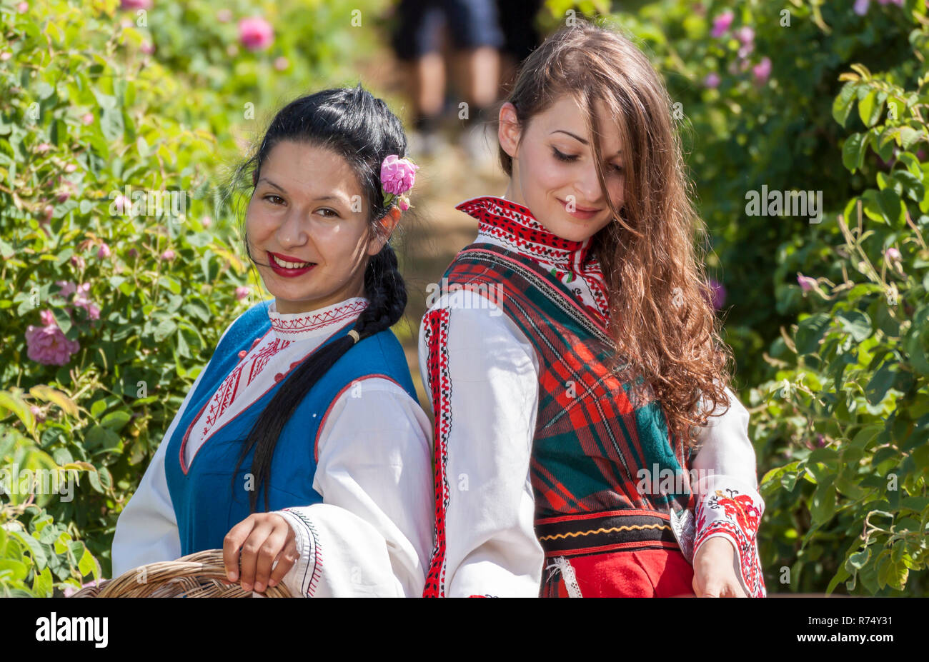 ROZOVO, BULGARIA - JUNE 06, 2015 - Rose picking ritual in Rozovo ...