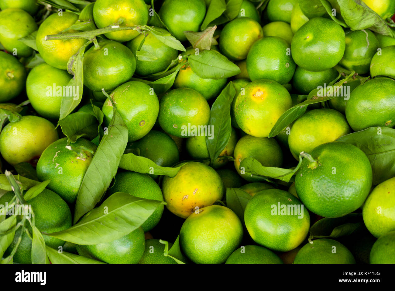 Unripe mandarins hi-res stock photography and images - Alamy